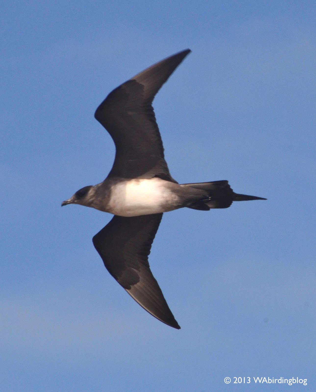 Leeuwin Current Birding: Pirates Parade: The Autumn Jaeger Migration at ...