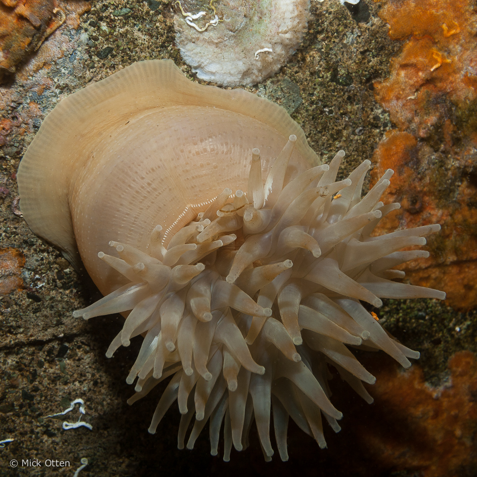 Mick's marine biology: Colourful sea anemones and other extraordinary ...