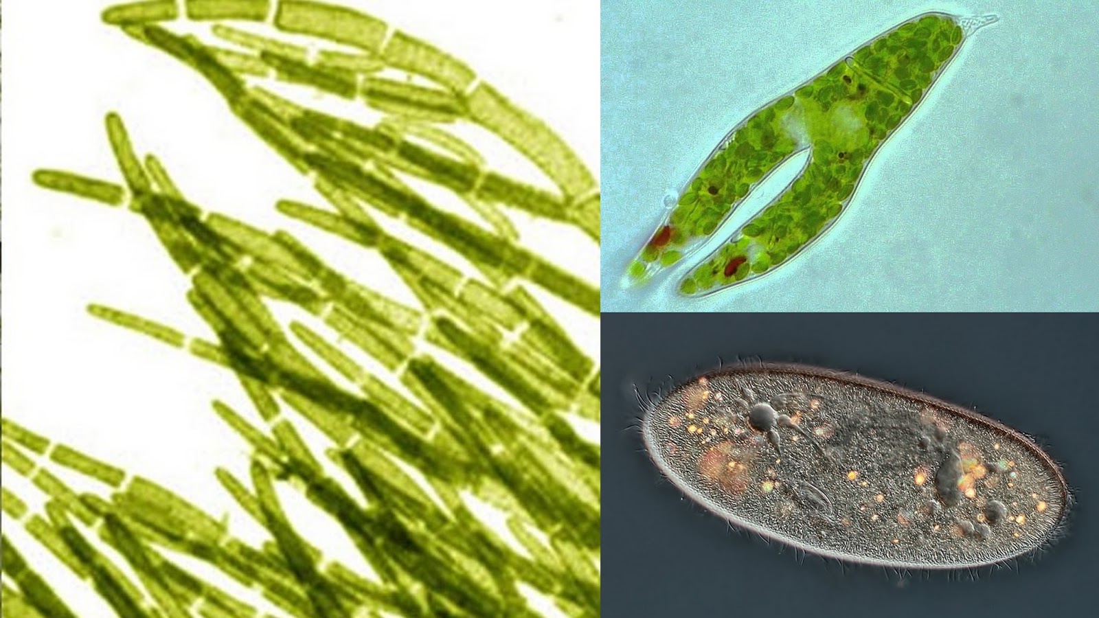 PREPARATORIA ABIERTA NUPLES (SEP): LOS SERES VIVOS: CLASIFICACIÓN
