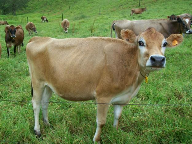 RAZAS BOVINAS : GANADO JERSEY