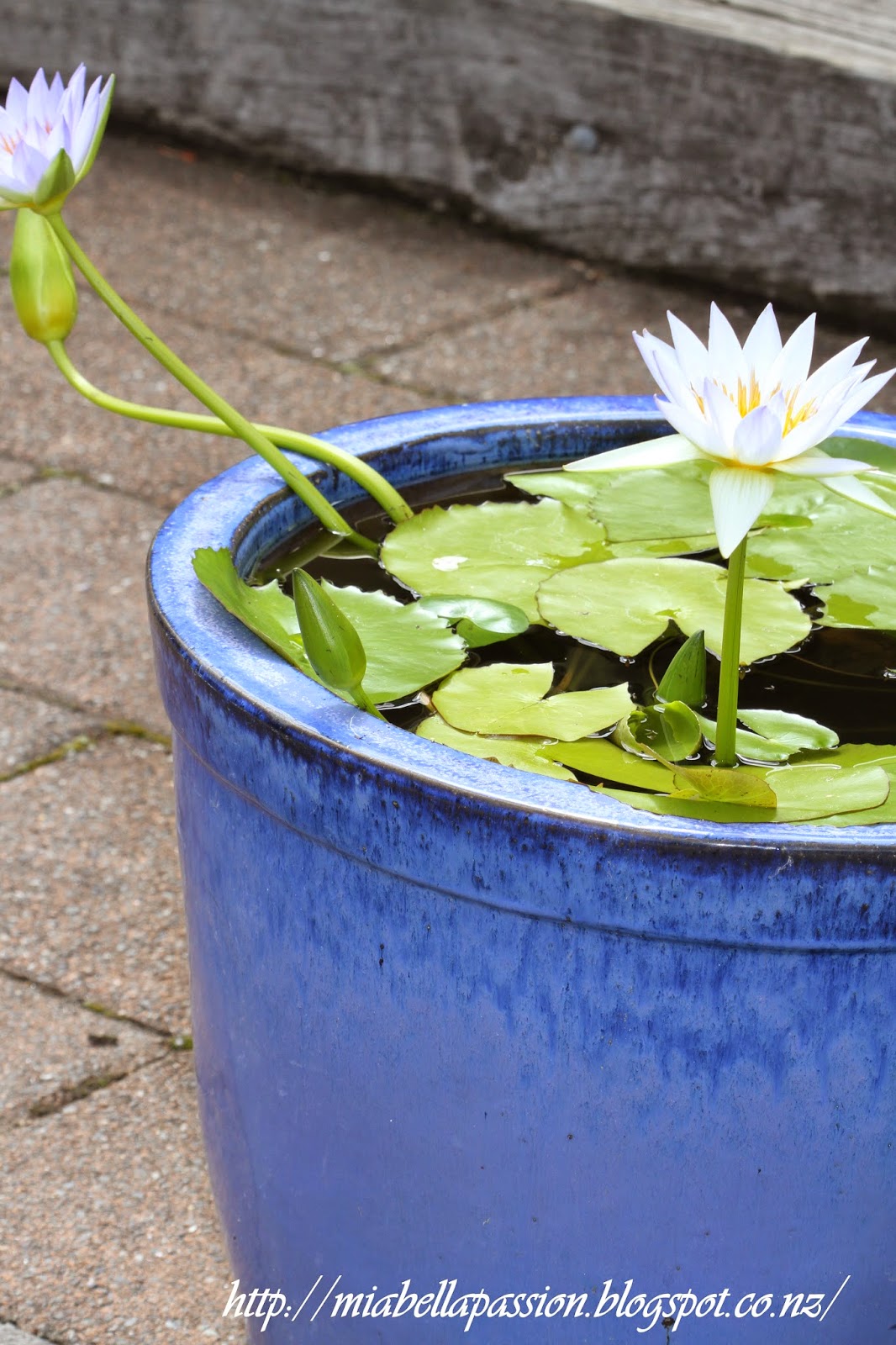 Let's Grow A Waterlily In A Pot...