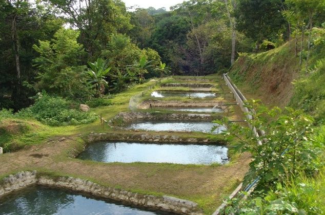 ECOSISTEMAS DE COSTA RICA: ESTANQUES