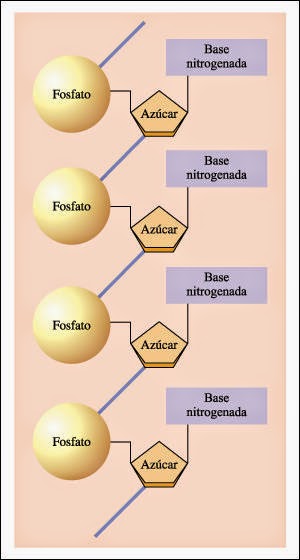 EL ADN - Ac. desoxirribonucleico