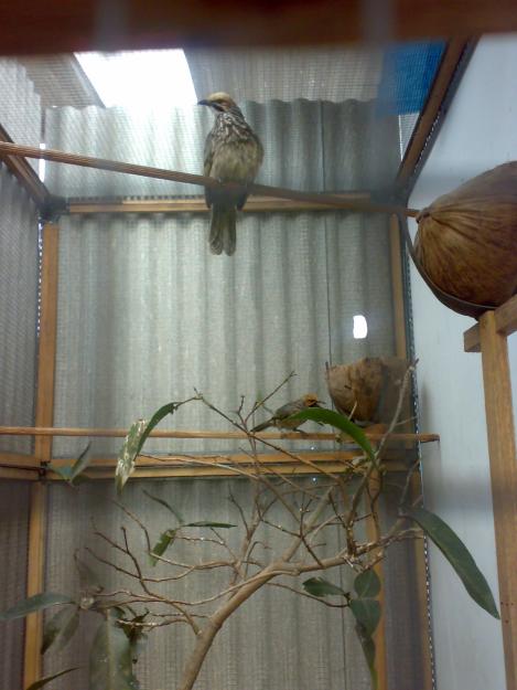 Jenis Burung Berkicau: Burung Cucak Rawa