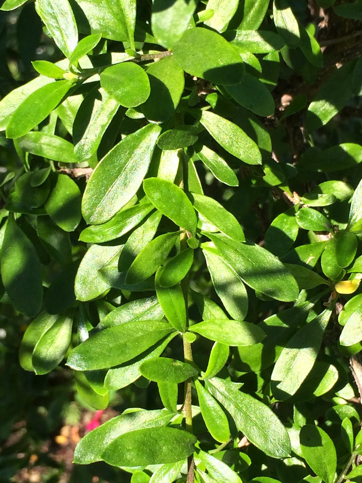 Trees of Santa Cruz County: Cantua buxifolia 'Hot Lips' - Sacred Flower ...