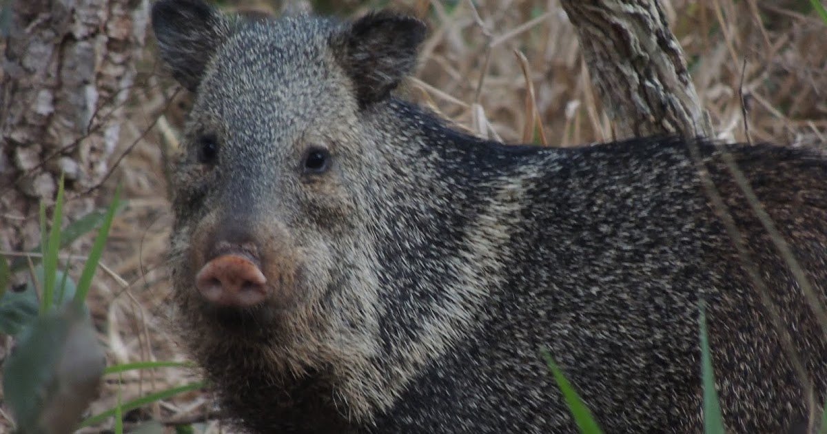 Curiosidades da RPPN: Cateto | BLOG - Buraco das Araras Ecoturismo