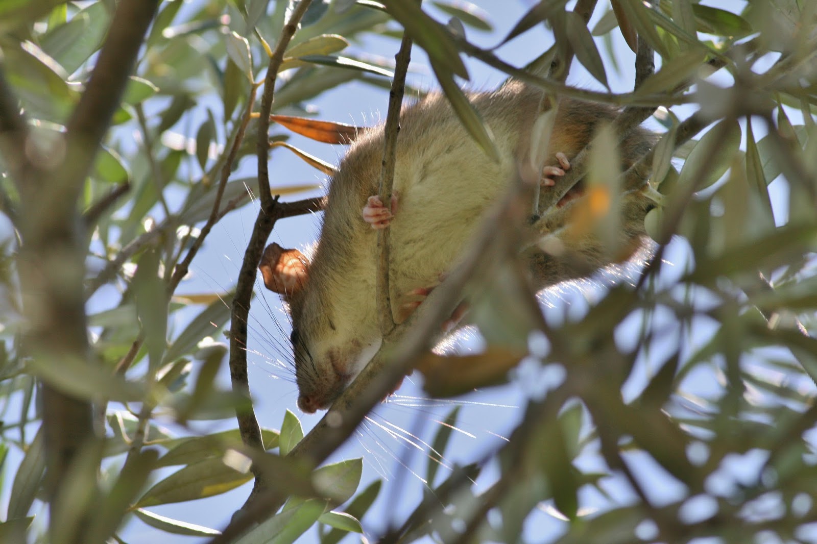 Mammals of Cyprus - Τα θηλαστικά της Κύπρου by George Konstantinou: The ...