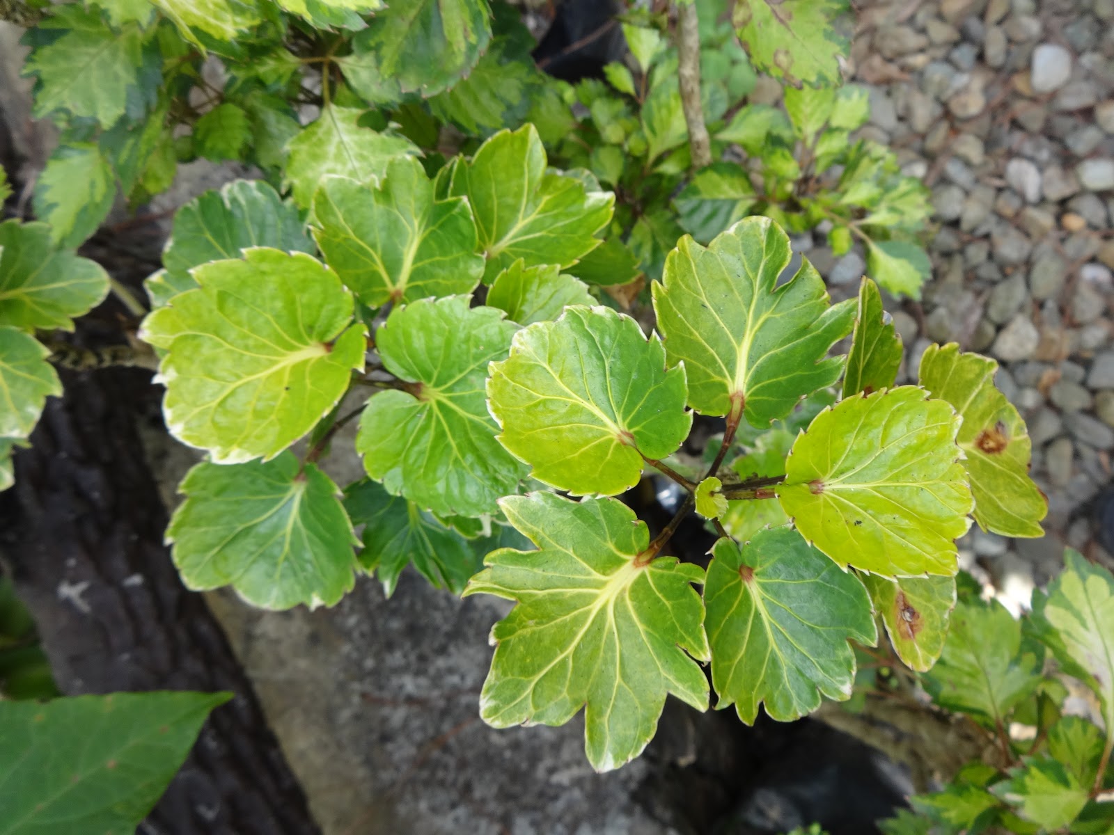 Herbs from Distant Lands: Polyscias fruiticosa - Ming Aralia, Polyscias ...