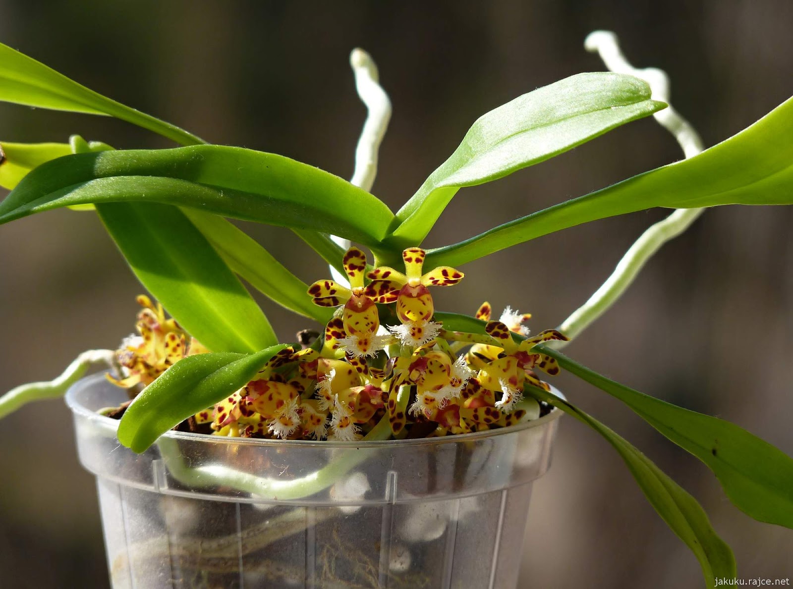 Gastrochilus bellinus care and culture | Travaldo's blog