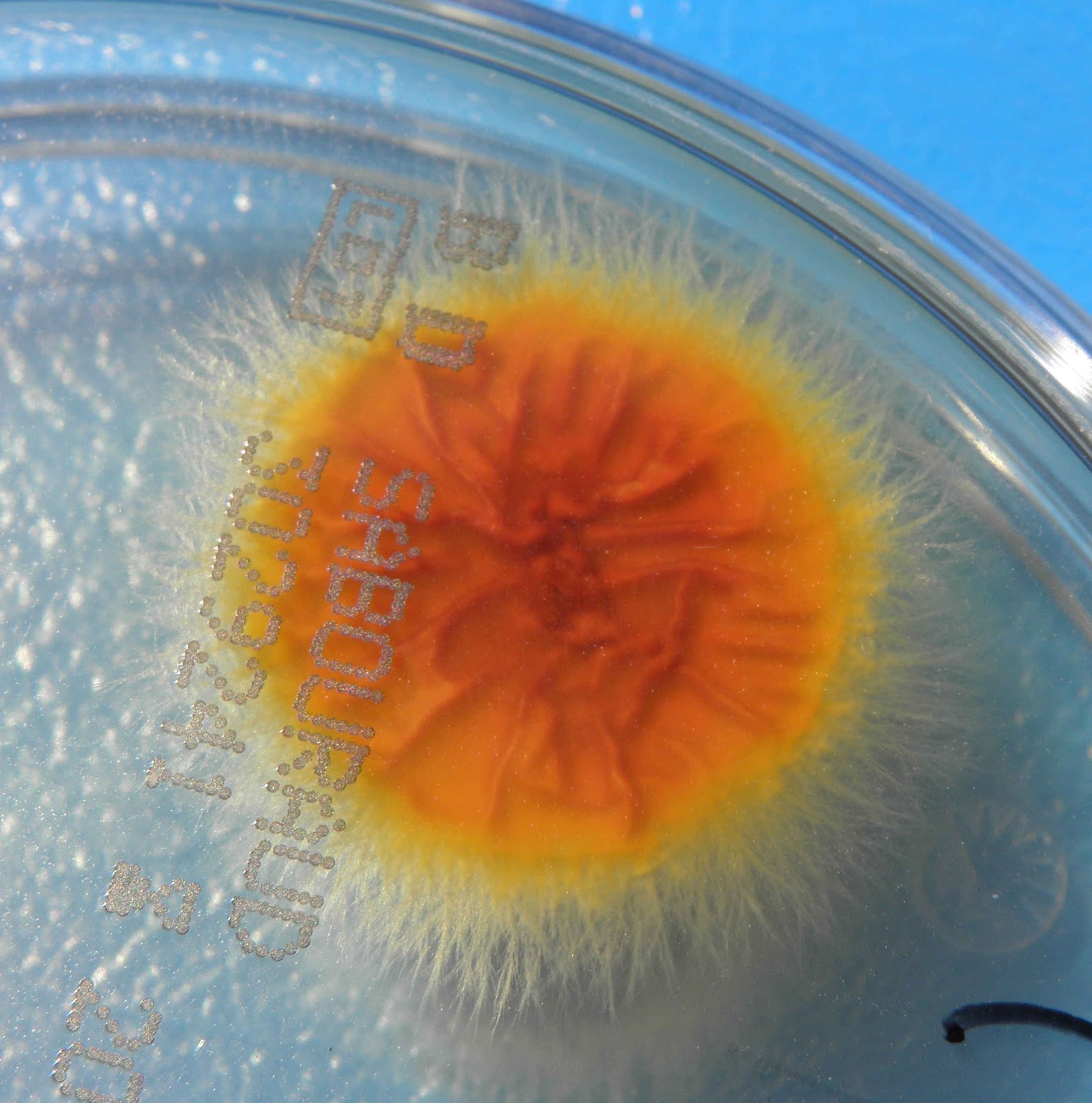 ATLAS MICOLOGIA: TRICHOPHYTON SOUDANENSE