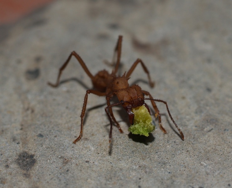 SAKO: BACHACO/ SAKO: ¿POR QUE?