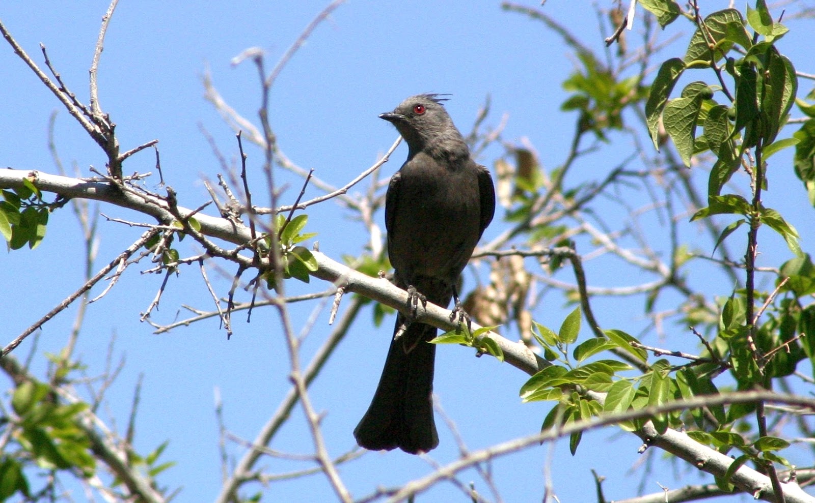 Nature's Images: A favorite of mine--BIRDS