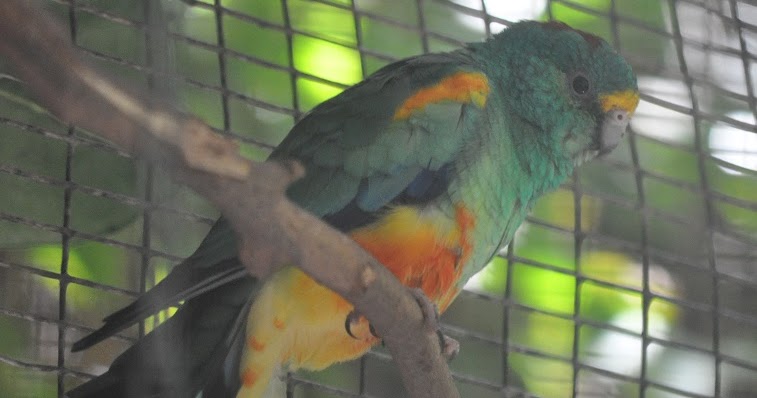 ZOOTOGRAFIANDO (MI COLECCIÓN DE FOTOS DE ANIMALES): PERICO VARIADO O ...