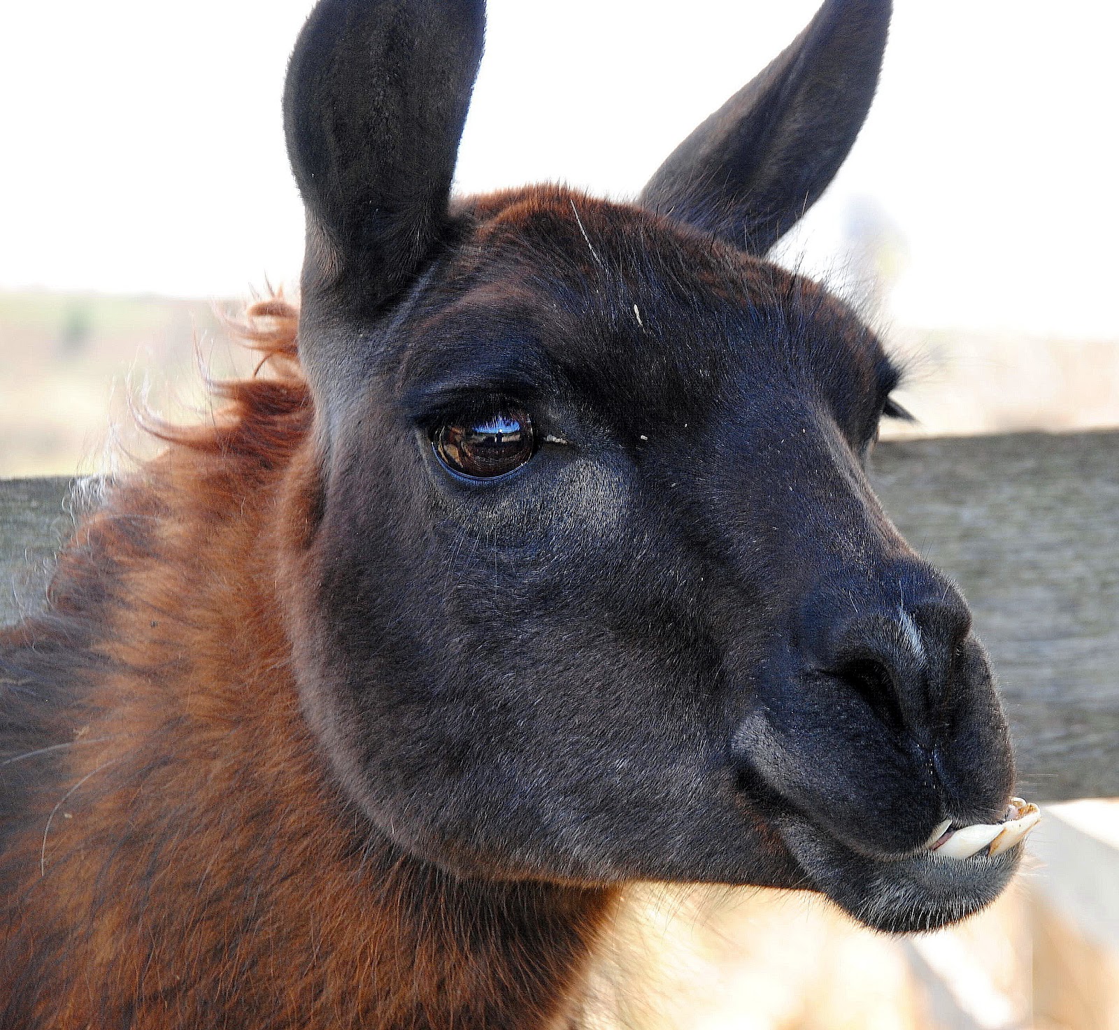 Camera on King & Aurora : Llama ~ scientific name: Glama lama