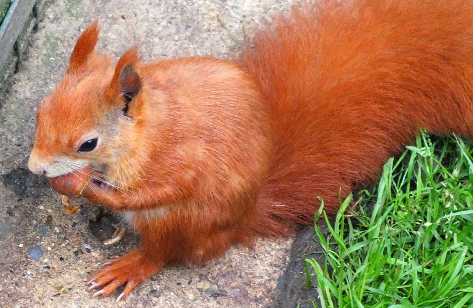 Tick 'n' go Birding: More photos from the Wildlife Centre.British animals.