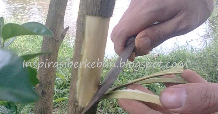 Cara Mudah Mencangkok Tanaman - Inspirasi Berkebun