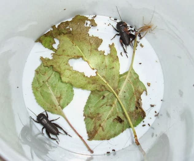 Din natură: Poveşti cu greieri