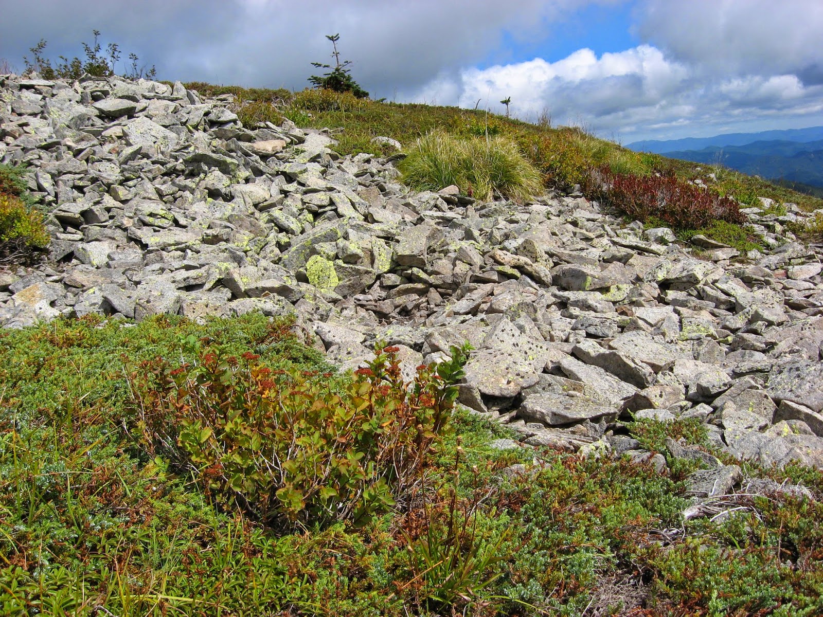 NWflora: Little Baldy Indian Pit hike