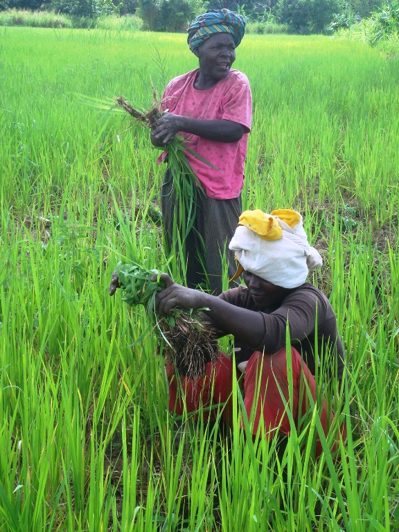 Ulanga Community Resource Centre: UBORESHAJI WA KILIMO CHA MPUNGA ...
