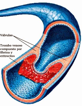 Función de los trombocitos o plaquetas