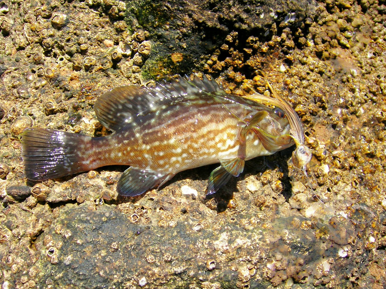 Bienvenidos al blog de Rockfishing : La cherna a rock-fishing