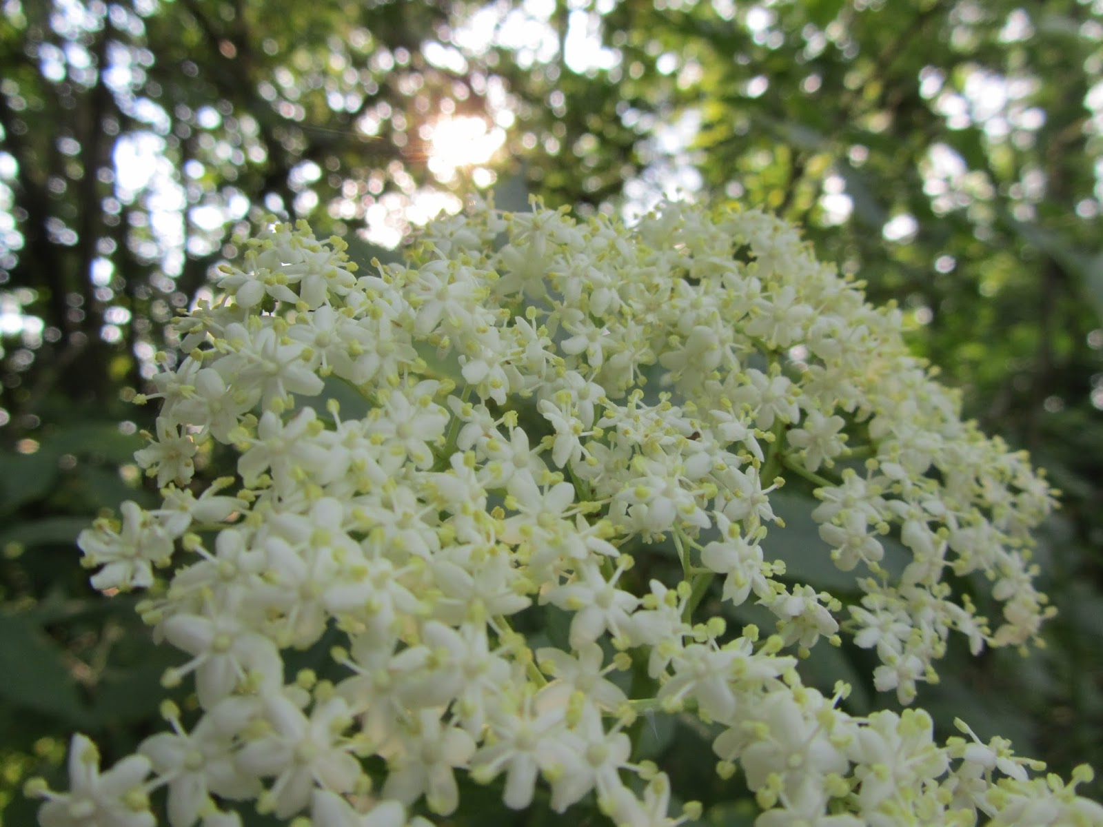 Coltivazione del Sambuco (Sambucus nigra), Dove Cresce? | Il Gusto ...
