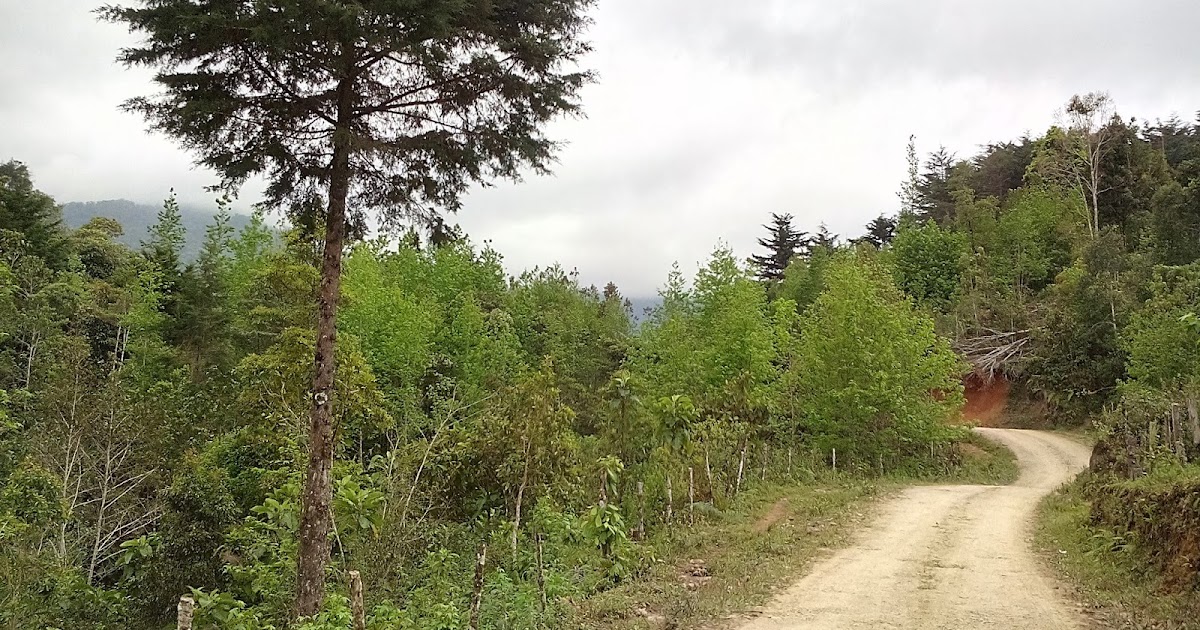 Educación para toda la vida: Dasonomía (Estudio de bosques)