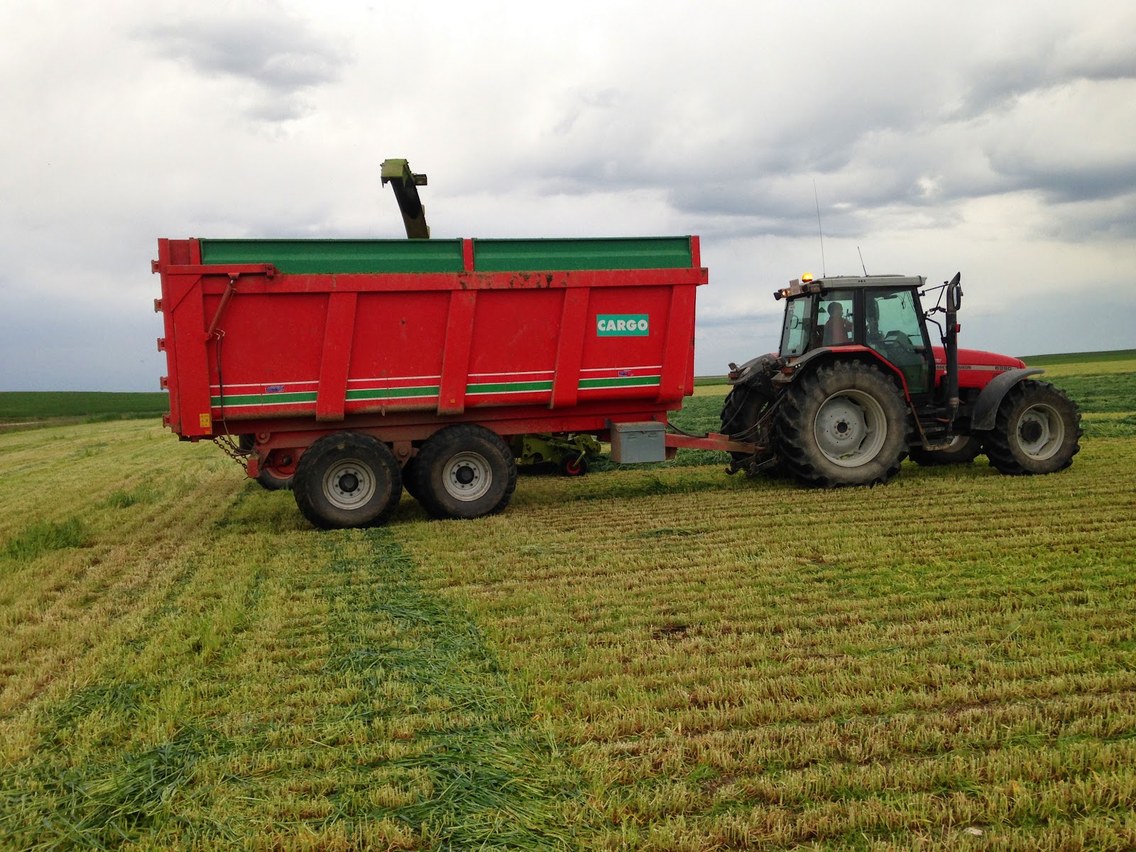 Feed for next months. Ensiling rye and vetch
