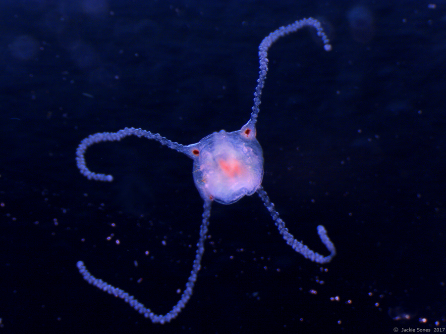 The Natural History of Bodega Head: Hometown hydromedusa