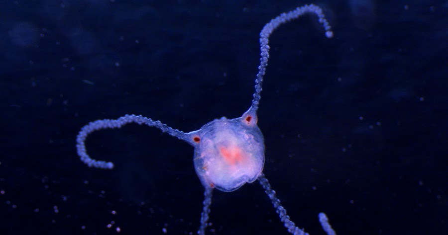 The Natural History of Bodega Head: Hometown hydromedusa