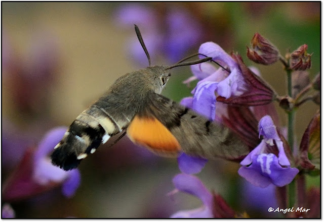 Butterflies and Dragonflies: Macroglossum stellatarum (Polilla Esfinge ...