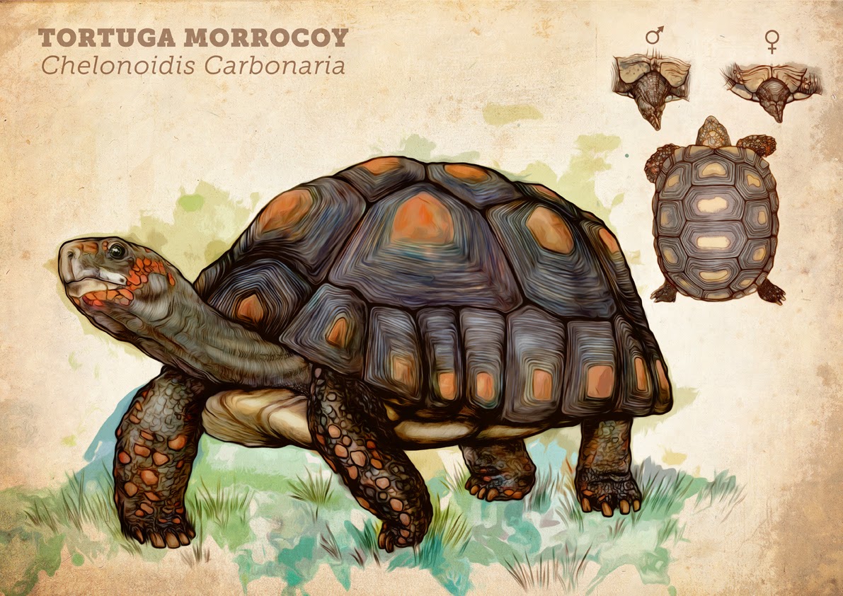 Diego Bohórquez - Tortuga Morrocoy - Chelonoidis carbonaria