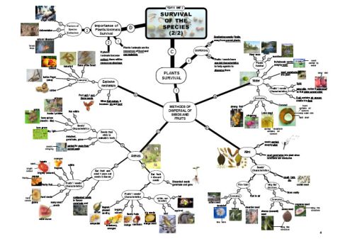 Welcomes To Pei Inn's Blog: Mind Map-Survival of the Species