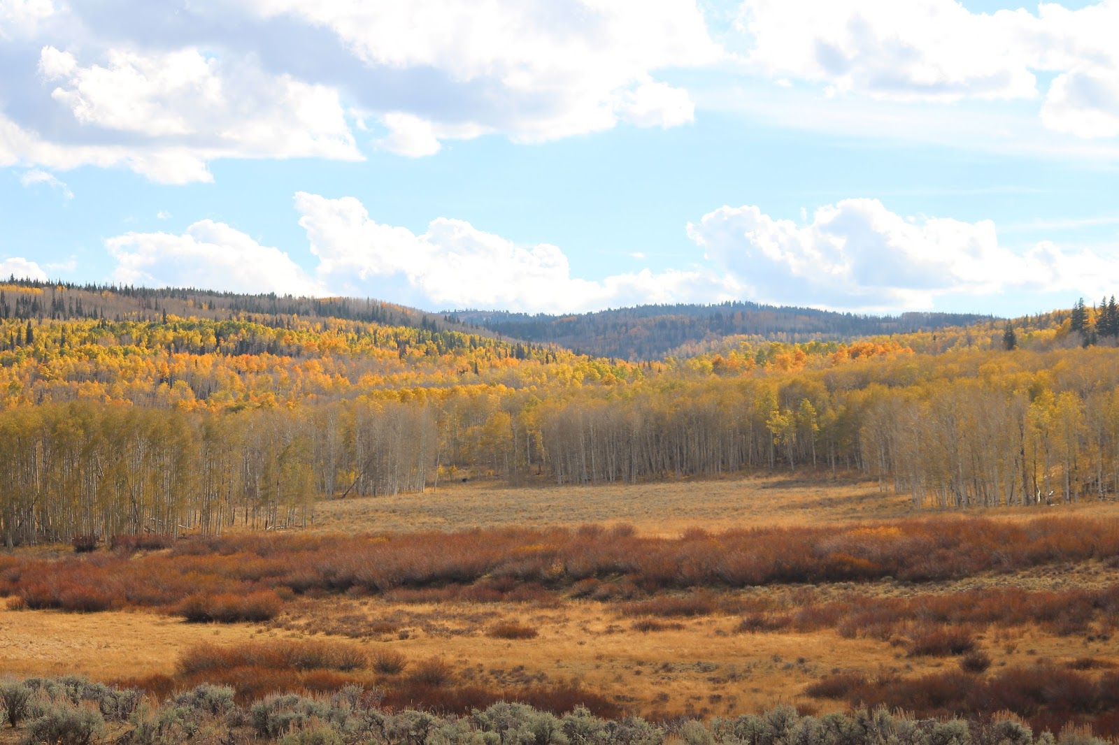 704 Houser Street: Bullwinkle Part 2, Where is Bullwinkle?