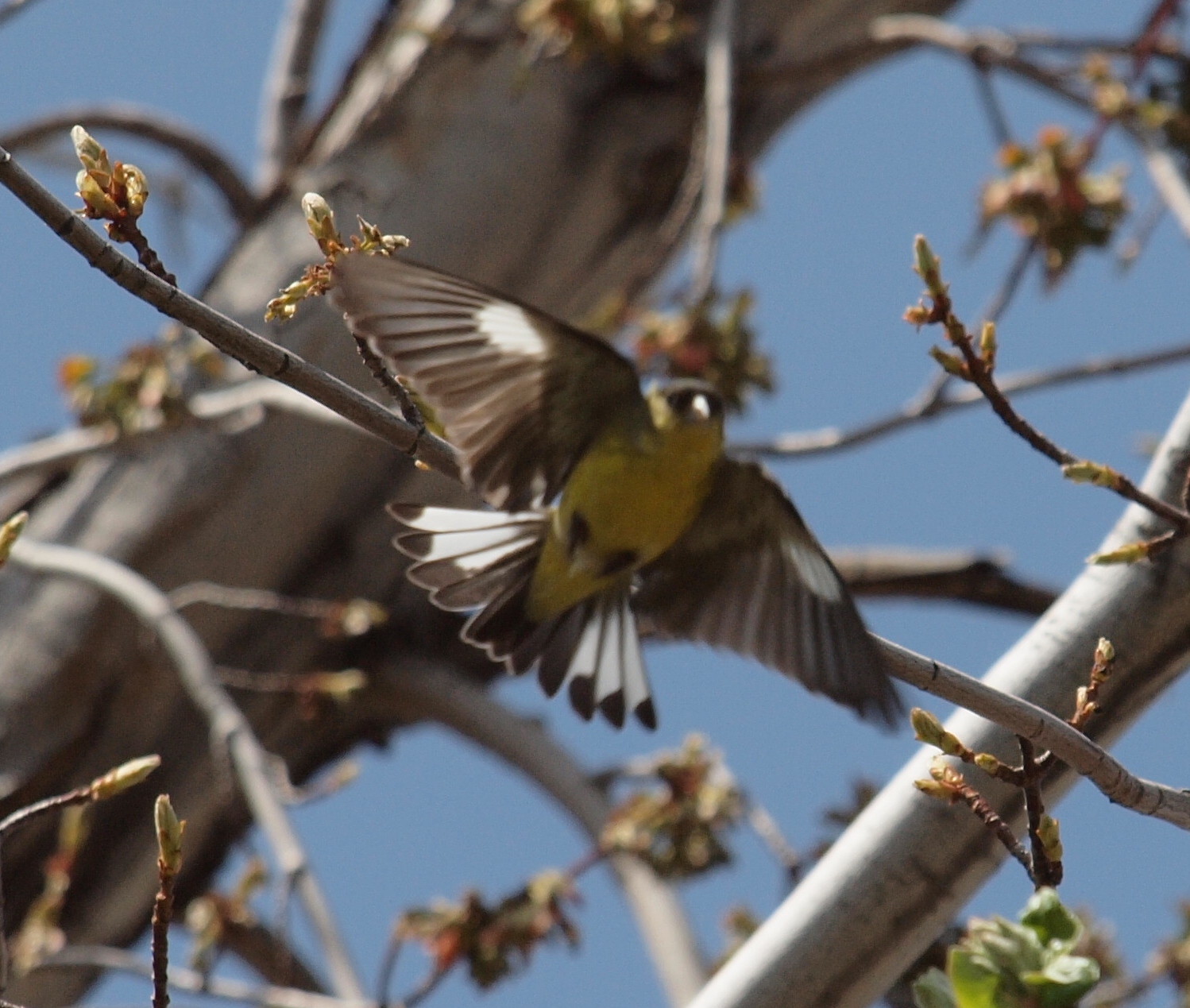 Birding Is Fun!: Backyard Birding: American vs Lesser Goldfinch