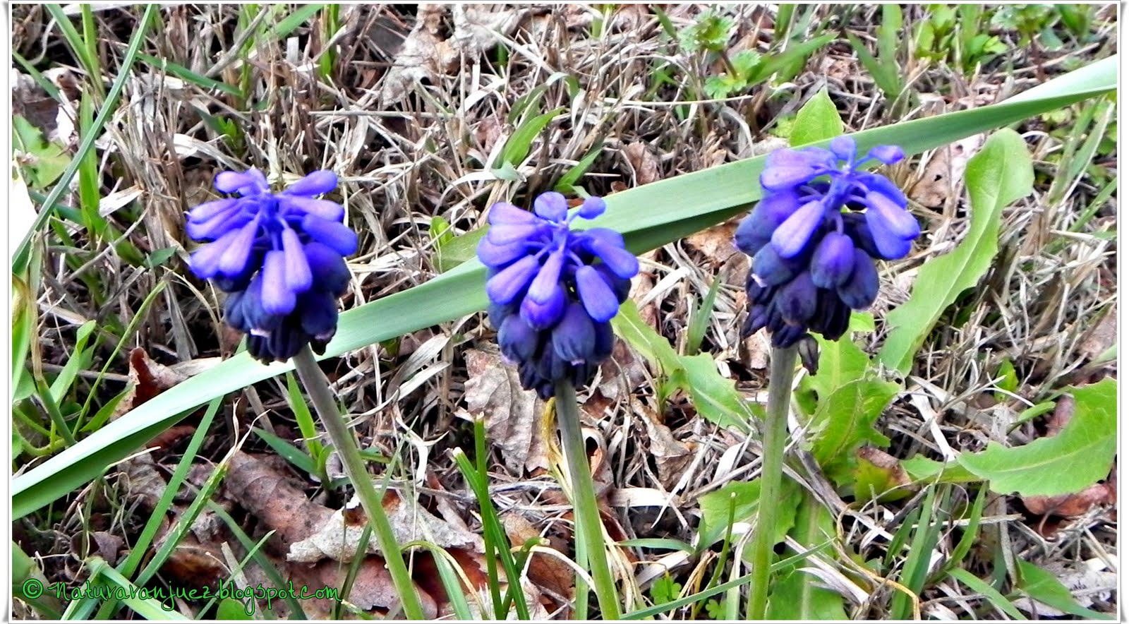NaturAranjuez: NAZARENOS (Muscari neglectum)