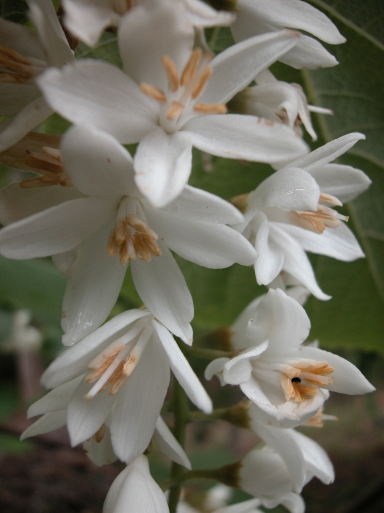 MARIETTE'S BACK TO BASICS: {Japanese Styrax Obassia - Fragrant Snowbell}