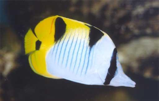 D' Ocean Aquarium: Ikan Kepe kepe (Butterfly Fish)