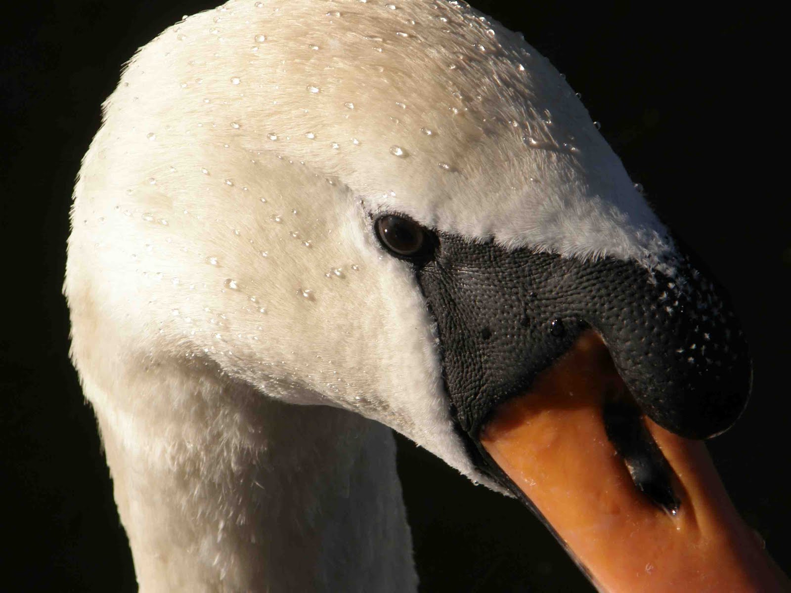 The Kite Experiment: March 2012