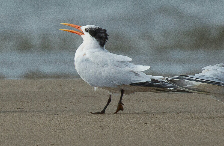 Kerry Birding: Orange-billed tern, Beale Strand