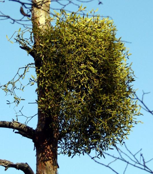 Mundo Ihbn, universo compartido y epico: octubre 2017