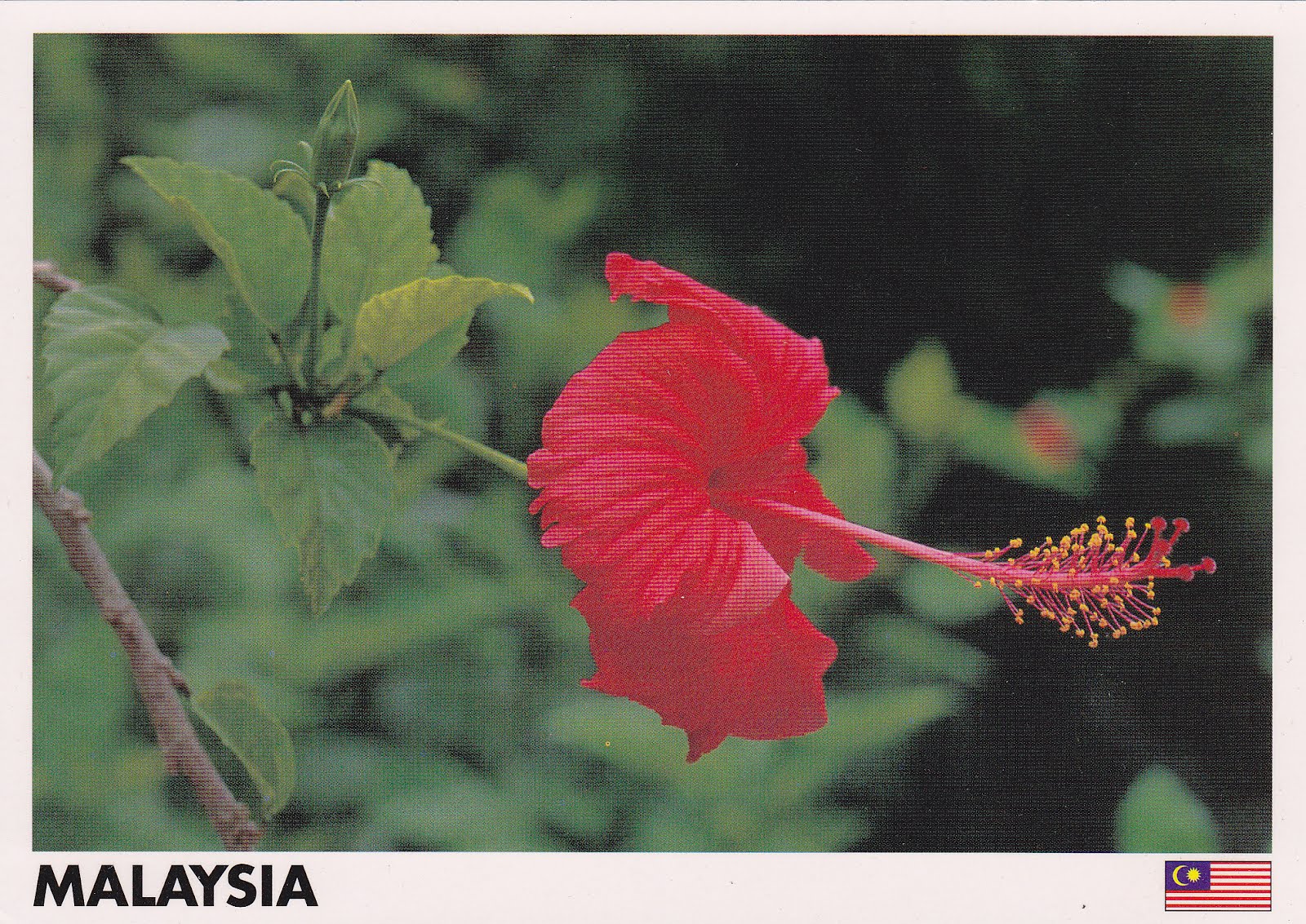 Postcard A La Carte: Malaysia - Hibiscus - Bunga Raya