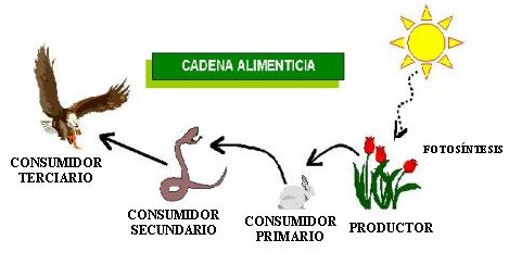 Cadena, red alimentaria y pirámide energética