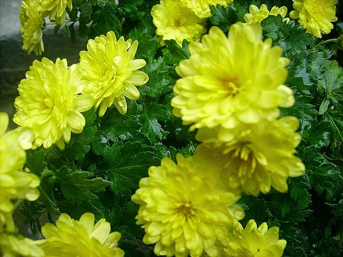 Bunga Krisan Kota Batu: Apa itu bunga krisan??