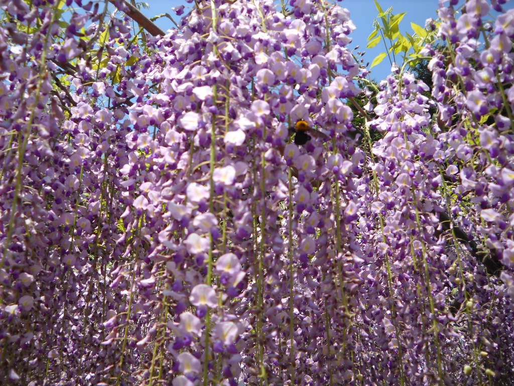 Daily Glimpses of Japan: Kyushaku Fuji Flowers In Byakugoji Temple ...