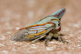Real Monstrosities: Treehopper