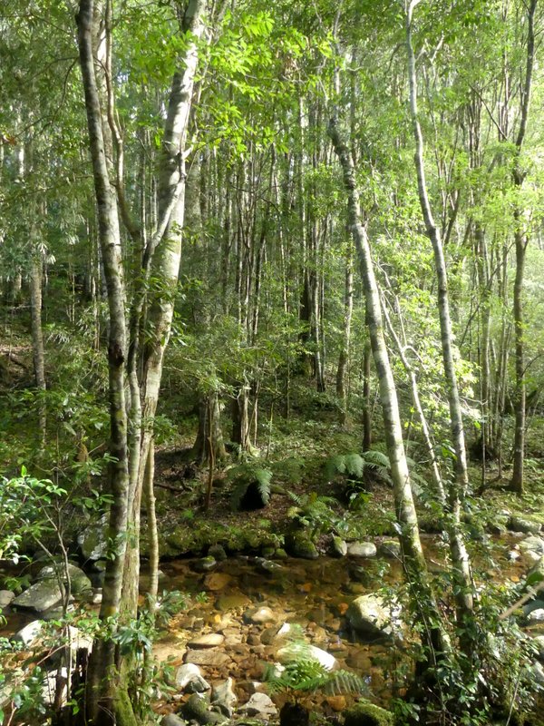 Ian Fraser, talking naturally: Gibraltar Range and Washpool; world ...