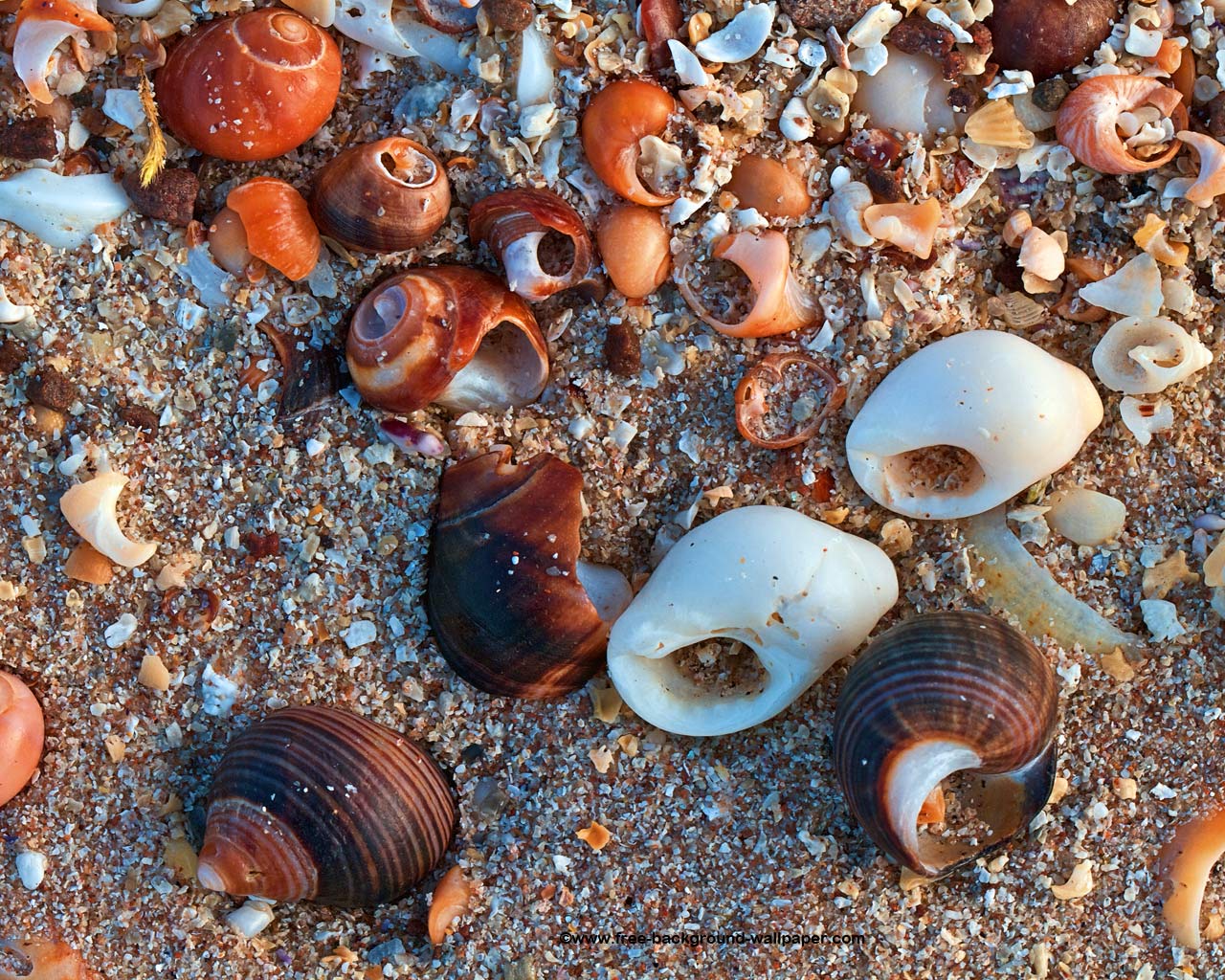 Akan Udofia's Blog: BROKEN SHELLS