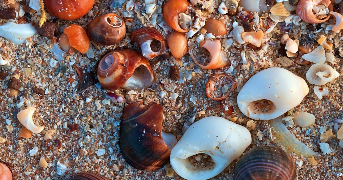 Akan Udofia's Blog: BROKEN SHELLS