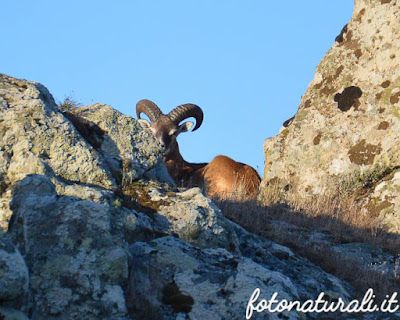 AmicoMario: IL MUFLONE: VERA ICONA DELLA SARDEGNA, COME I NURAGHI. LO ...